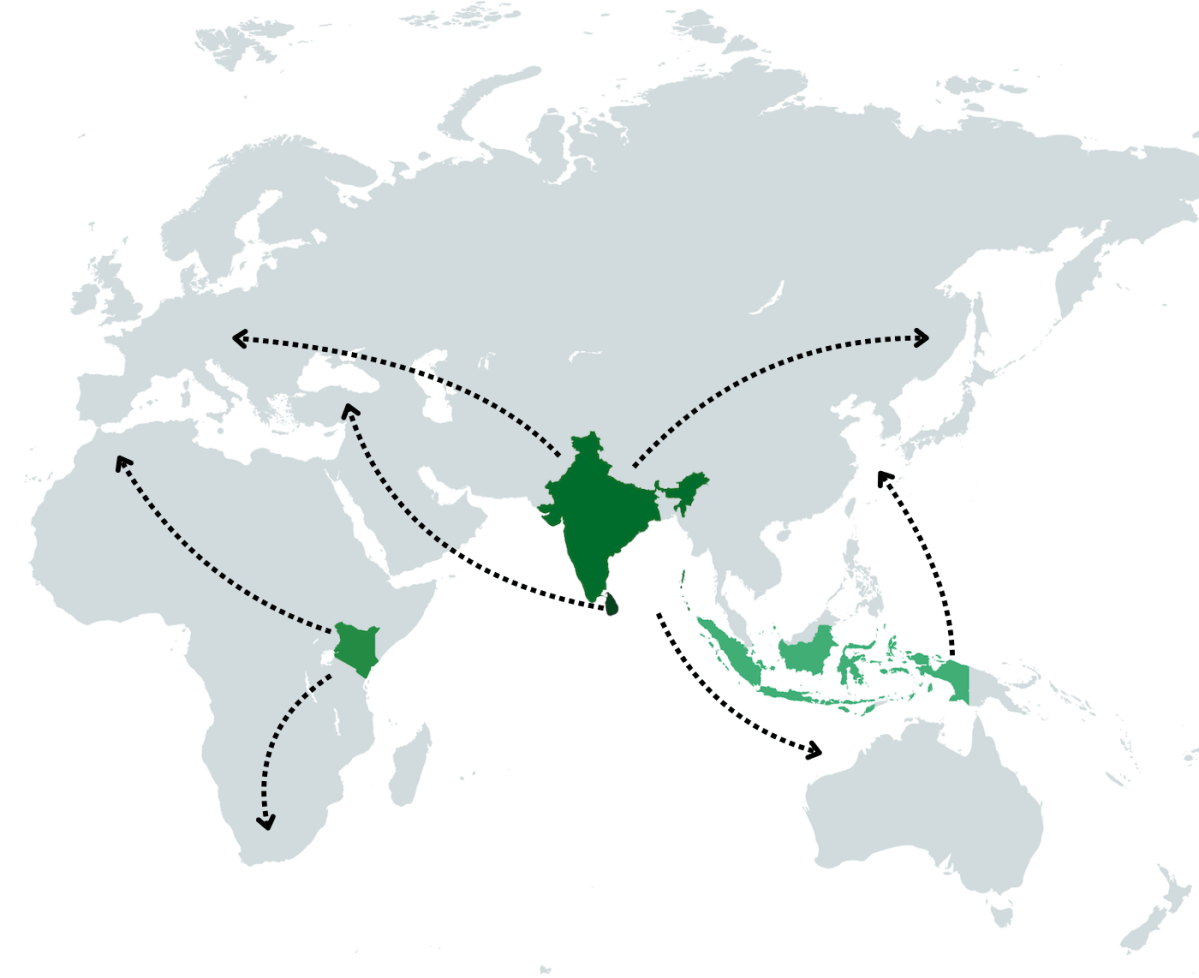 Global Tea Trade: Export Trends from Sri Lanka, Kenya, India, and ...